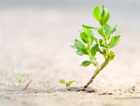 How To Remove A Sapling Tree