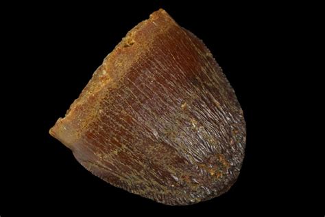 57 Cretaceous Fossil Crocodile Tooth Morocco 122454 For Sale