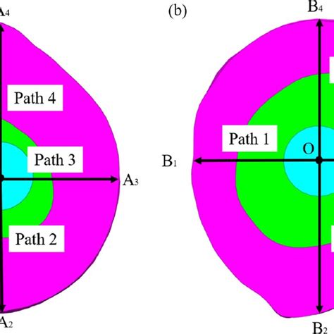 Four Paths Of The Bone Scaffold Interface A Proximal Femur B Distal