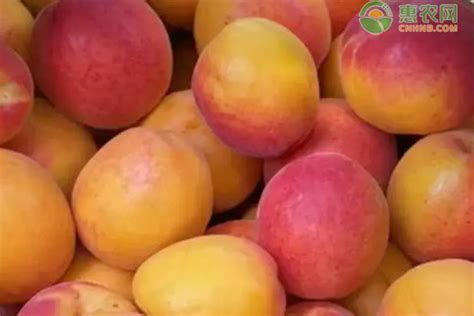 杏子南方可以种吗 惠农网