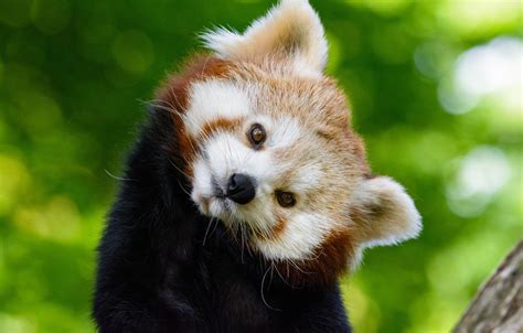 Red Panda Desktop Wallpaper 78197 Baltana