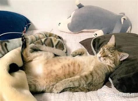 猫咪为什么喜欢睡在你的枕头边？其中一点原因，让人觉得很暖心 知乎