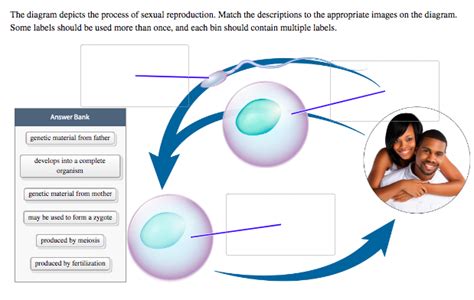 Solved The Diagram Depicts The Process Of Sexual Chegg Com