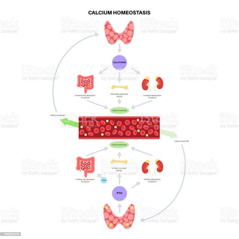 Calcium Homeostasis Diagram Stock Illustration Download Image Now