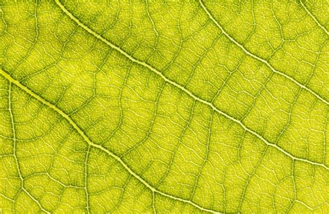 Tree Leaf Texture Pictures