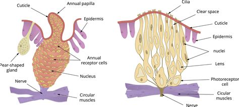 External Morphology Of Leech — Lesson Science State Board Class 10