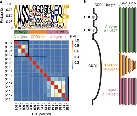 TCR sequence structure a Probability of each amino acid in each CDR3β Download Scientific
