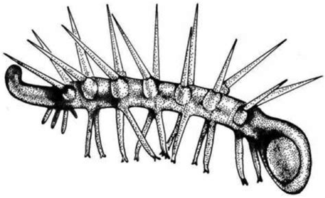 Adaptive Radiation Cambrian Explosion Flashcards Quizlet