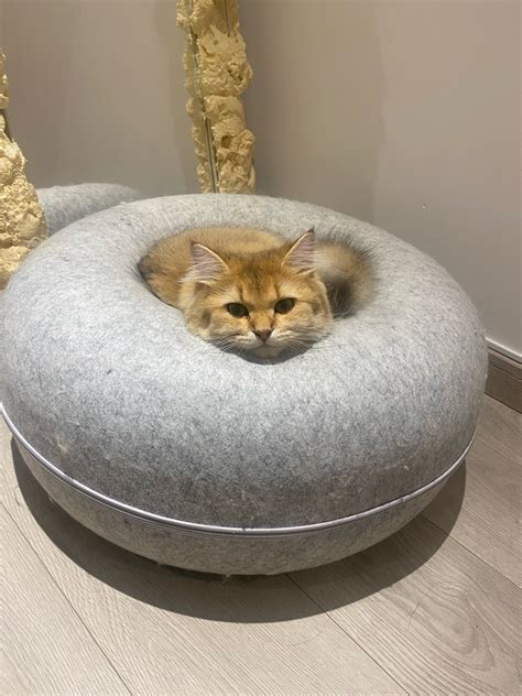 周五了分享一些我和我女朋友拍的猫猫图吧 NGA玩家社区