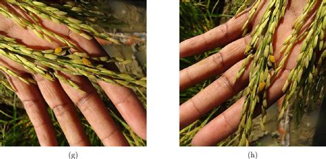 Figure 7 From Identification And Recognition Of Rice Diseases And Pests Using Deep Convolutional
