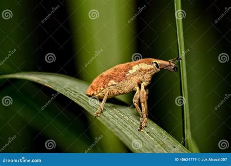 Gorgojo Imagen De Archivo Imagen De Gorgojo Hoja Insecto 45624779
