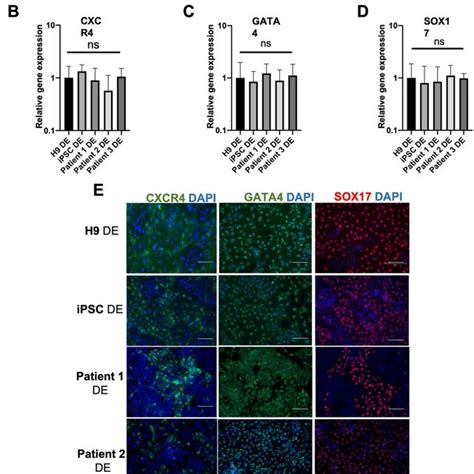 Differentiation Of Healthy And Eatef Patient Derived Pluripotent Stem
