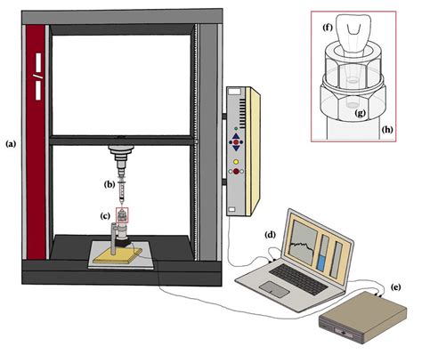 Experimental Setup A Universal Testing Machine Generating The Force Download Scientific