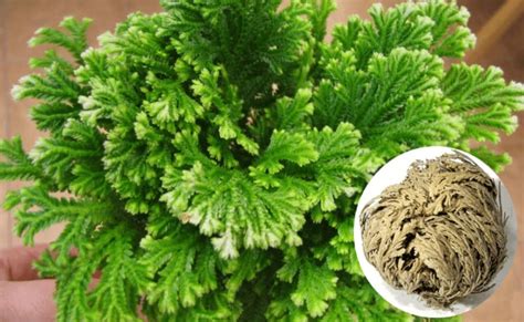 Jerihonska Ruža Čičak I Tačka