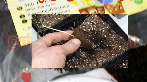 خرید بهترین مارک ترکیب خاک بستر کاشت پیت ماس بهکام ارگانیک مناسب خوب