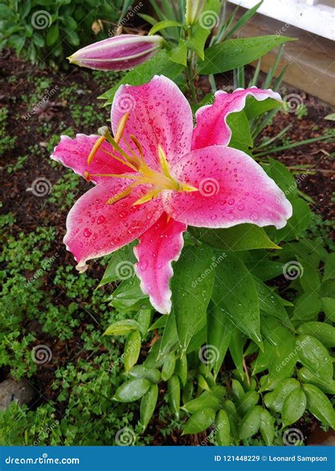 Rain Drops On A Firecracker Lily Stock Image Image Of Lilies Rain 121448229