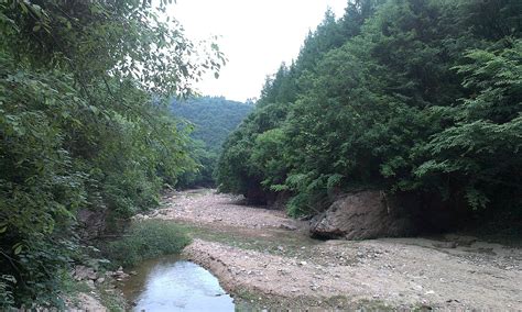 Mixed Forests Are Less Vulnerable To Soil Acidification