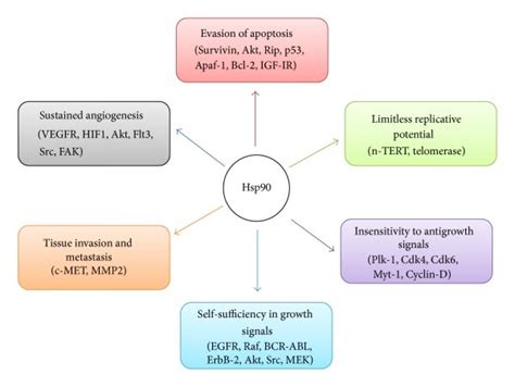 Relationship Between Hsp90 And Various Client Proteins Resulting In