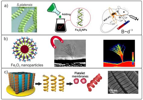 Bio Inspired Micro And Nanorobotics Driven By Magnetic Field Pmc