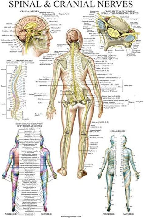 Palace Learning Spinal Nerves Anatomical Chart Spine And