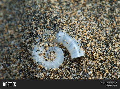 Internal Shell Spirula Image And Photo Free Trial Bigstock