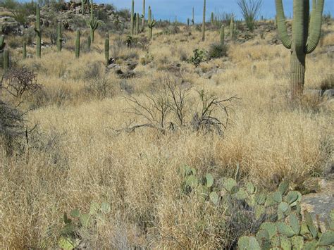 Resilient Landscapes Program Funding To Help Combat S Az Buffelgrass Invasion Saguaro