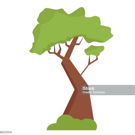 흰색 배경에 고립 된 평평한 스타일의 아프리카 아카시아 맹그로브에 대한 스톡 벡터 아트 및 기타 이미지 맹그로브 맹그로브숲 떡갈나무 Istock