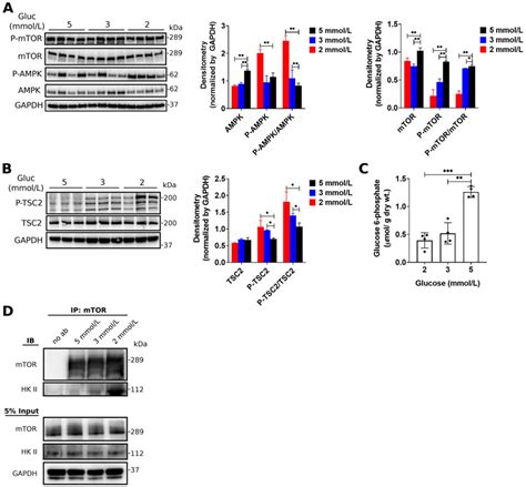 Glucose 6 Phosphate Accumulates Via Phosphoglucose Isomerase Inhibition