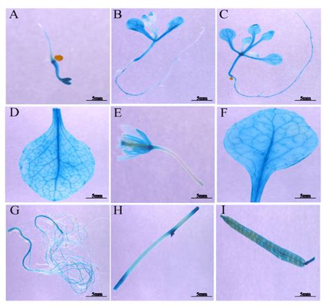temporal and spatial expression patterns of smspl6 a two days after