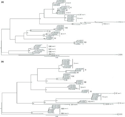 Maximum Likelihood Tree Based On A The 32 Concatenated Neutrally Download Scientific Diagram