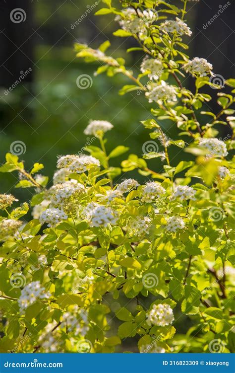Colorful Spiraea Salicifolia L Flowers Stock Image Image Of Food