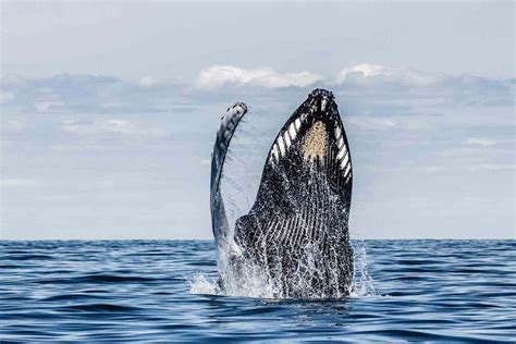 Download Humpback Whale Breaching Ocean Wallpaper