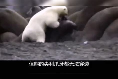 饥饿北极熊捕杀海象在搏斗中海象完成了反杀北极熊被象牙刺死 海象 北极熊 反杀