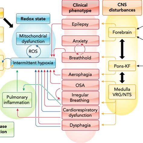 The Dynamic Nature Of Rtt Pathophysiology Download Scientific Diagram