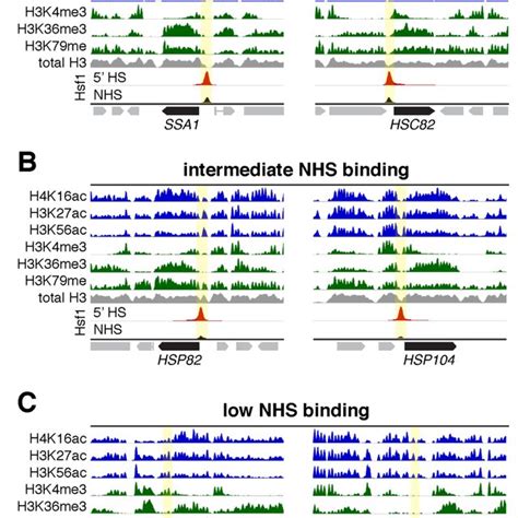 Hsf1s Constitutive Occupancy Correlates With Pre Set Accessible