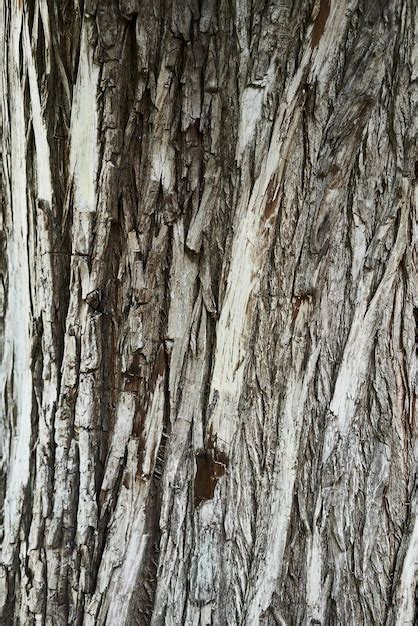 Free Photo Texture Of A Tree Bark