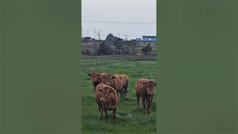 소에게 음악소리와 소울음소리를 들려줘봤습니다 Youtube