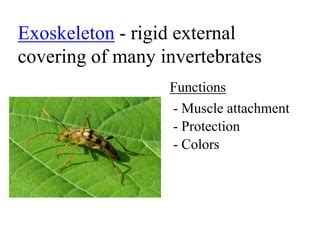 Exoskeleton Ppt For Srt