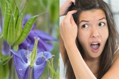 Bahagia Lihat Uban Lenyap Tak Bersisa Rahasianya Cuma Gunakan 10 Lembar Bunga Di Pekarangan