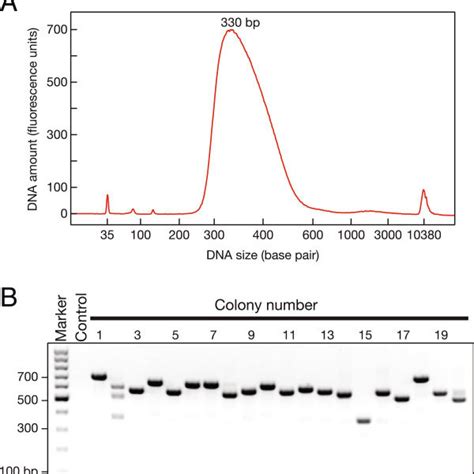 Pdf Strand Specific Libraries For High Throughput Rna Sequencing Rna Seq Prepared Without