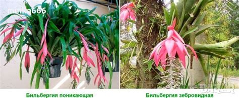Билбергия в Стайни растения в гр. Бургас - ID42963589 — Bazar.bg