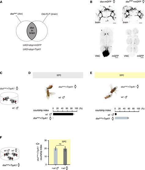 Figure 1 From Activation Of Latent Courtship Circuitry In The Brain Of Drosophila Females