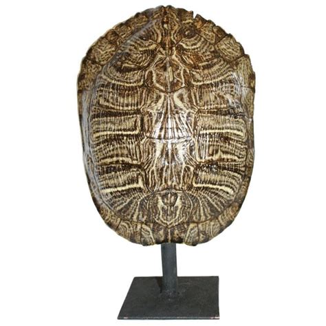 Turtle Shell On Stands Turtle Shell Modern Decorative Objects Shells