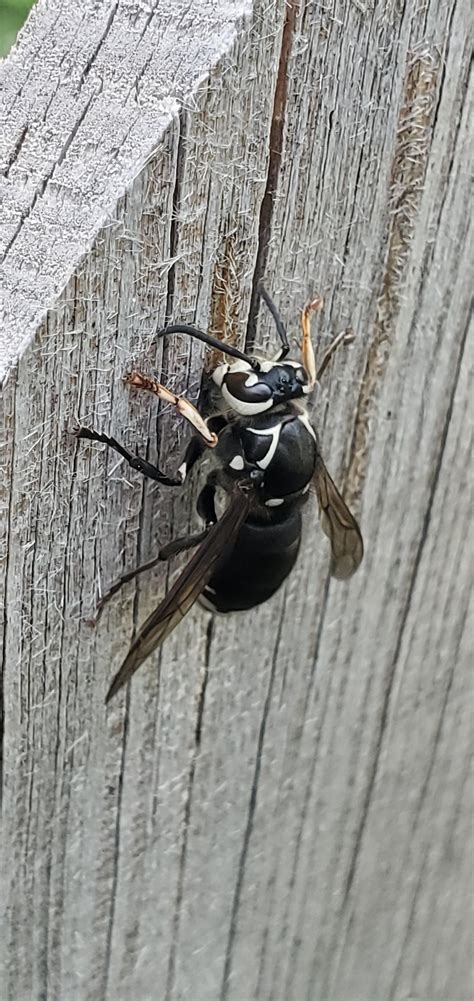 Bald Faced Hornet Rentomology