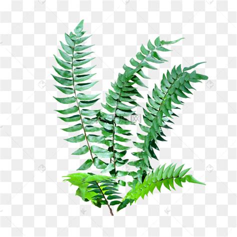 孢子蕨类植物图片 孢子蕨类植物图片素材免费下载 千库网