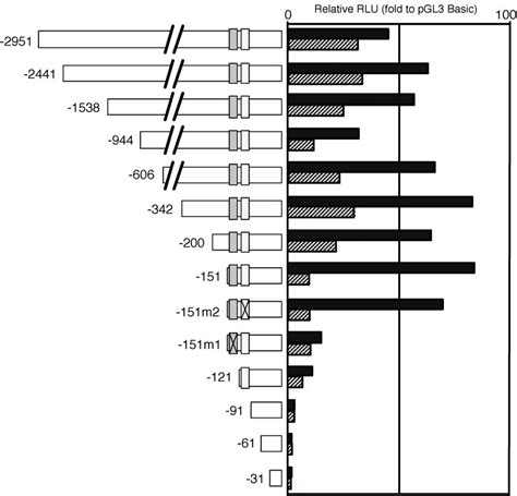 Analysis Of The Promoter Region Of The Human 3gal T5 Gene Using Download Scientific Diagram