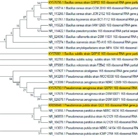 Phylogenetic Analysis Of The Bacterial Isolates Showing Evolutionary