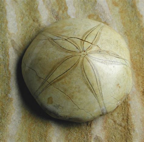 Polished Oval Irregular Echinoid Bulk