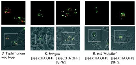 Salmonella Bongori Alchetron The Free Social Encyclopedia