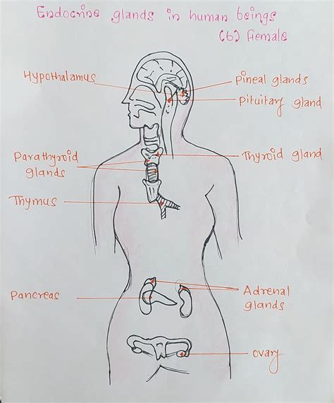 Endocrine Glands